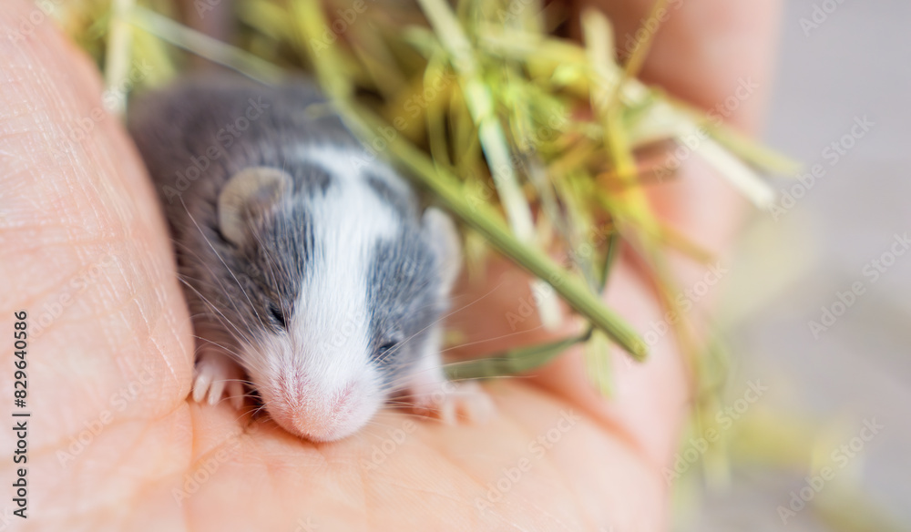 Beautiful little gray mouse in the palm of a human hand, fancy mice ...