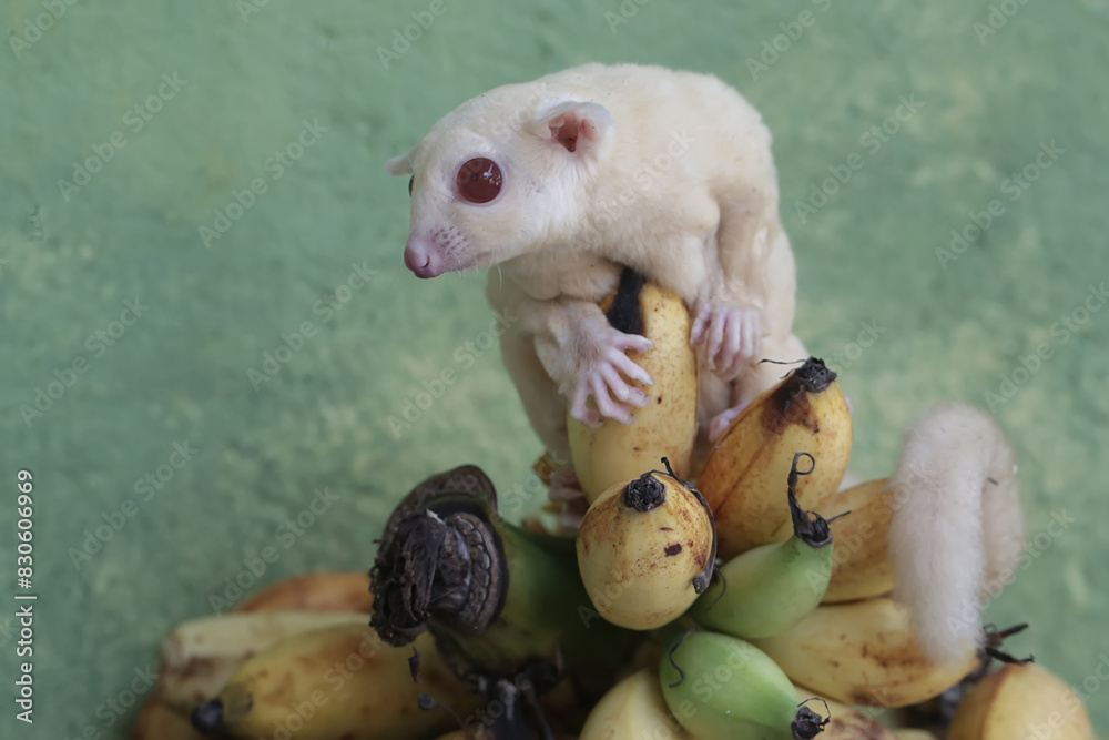 A young albino sugar glider eating a bunch of ripe bananas that fell to ...