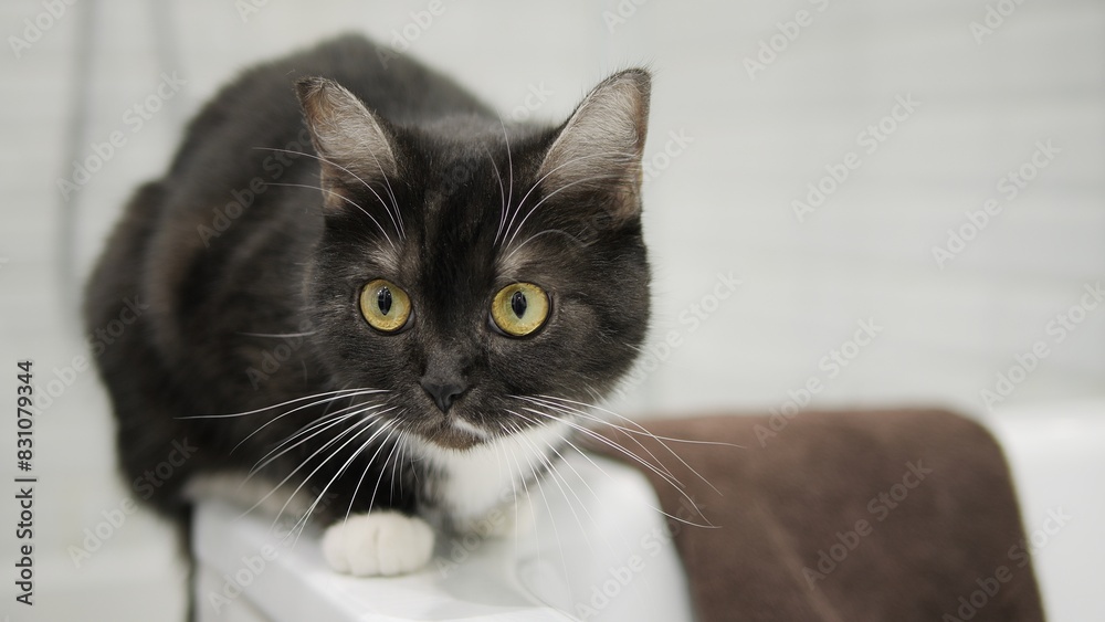 Wary black cat observes something in room. Cats cautious gaze ...