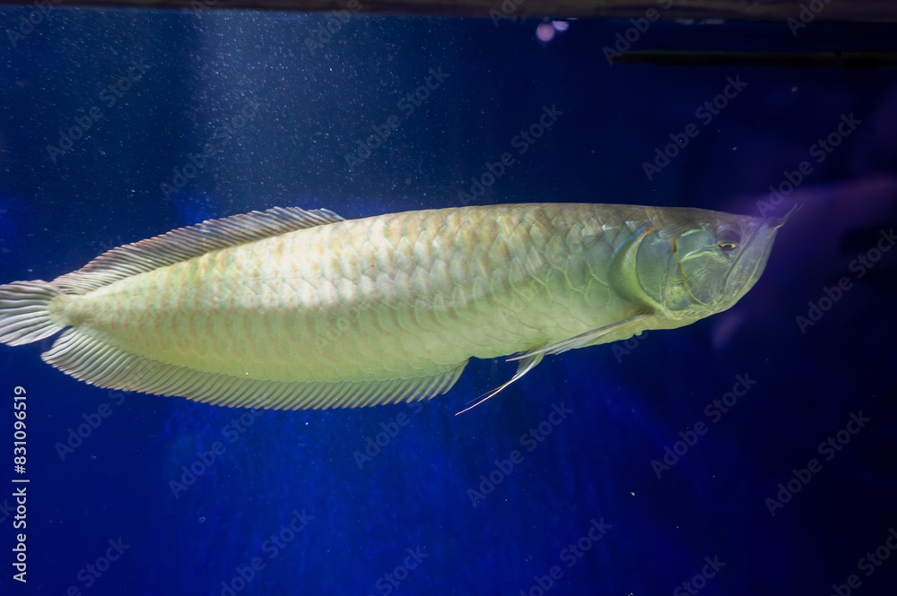 Silver arowana in black background Osteoglossum bicirrhosum. South ...