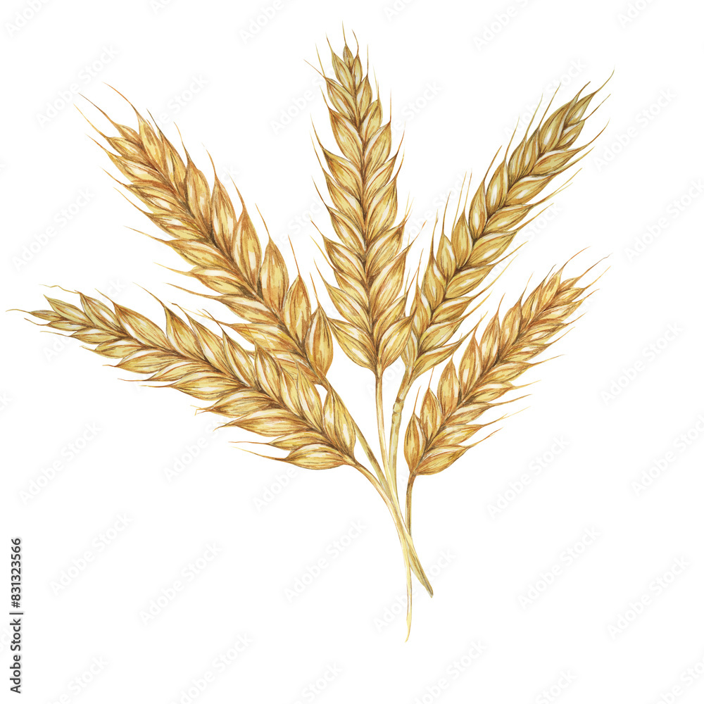 Wheat ears, stalks of barley golden cereal grain spikes. Watercolor illustration for bread, beer ...
