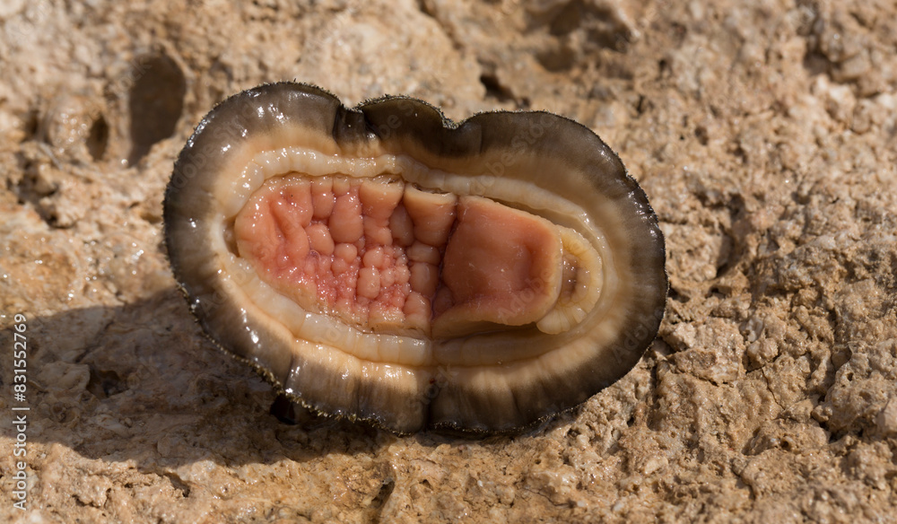 Acanthopleura haddoni, tropical species of chiton. The fauna of the Red ...