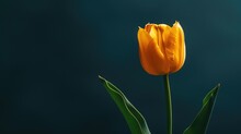 Yellow Tulips Close-up Portrait Free Stock Photo - Public Domain Pictures