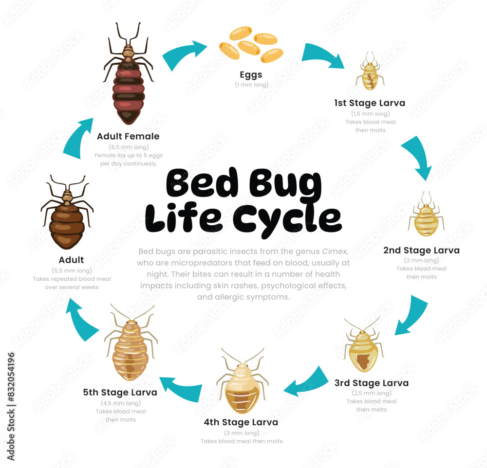 Bed Bug Life Cycle Diagram for Science Education development process ...