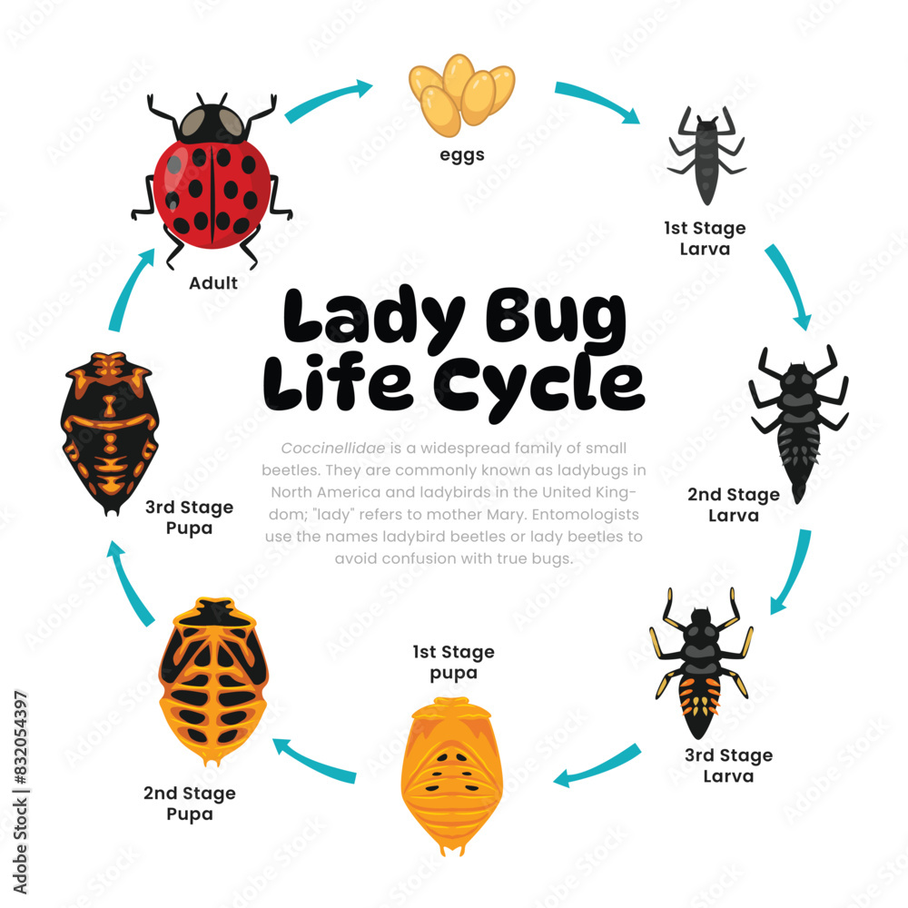 Lady Bug Life Cycle Diagram for Science Education development process scheme illustration ...