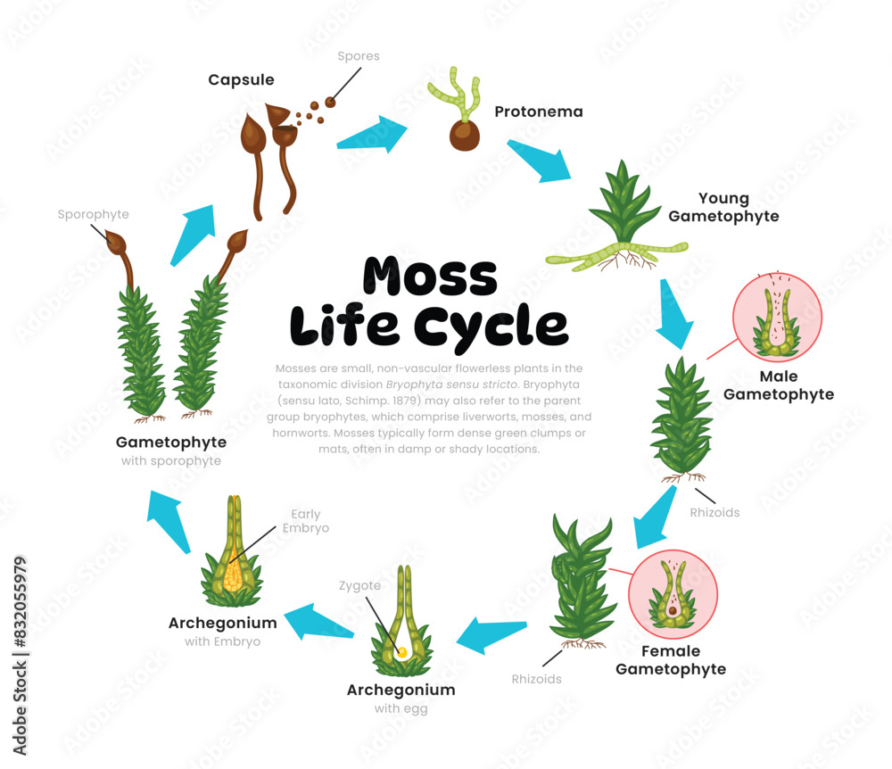 Moss Life Cycle Diagram for Science Education development process scheme illustration, Different ...