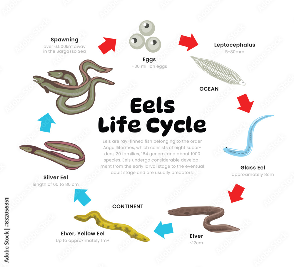 Eel Life Cycle Diagram for Science Education development process scheme illustration, Different ...