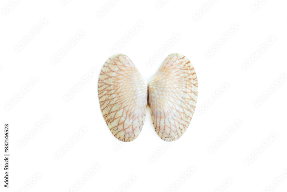 Shell of a Undulated surf clams (Paphia undulata) isolated on white ...