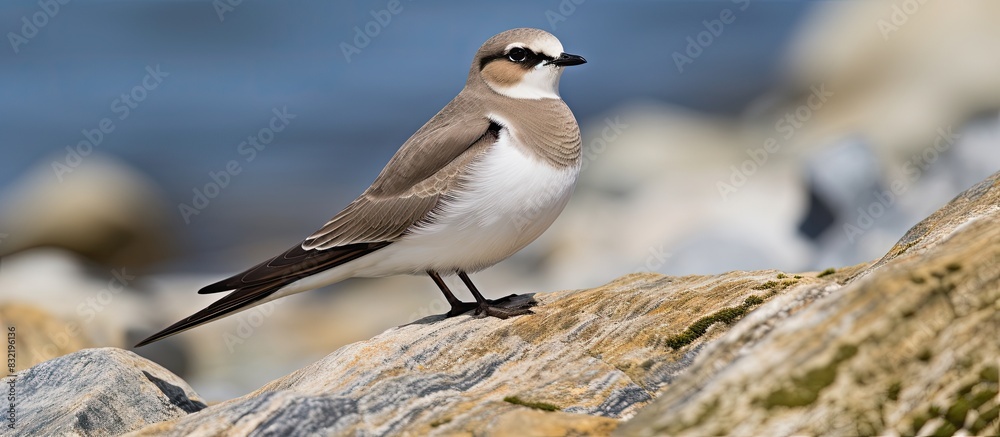 Small Pratincole Glareola lactea bird that resembles a combination of a ...