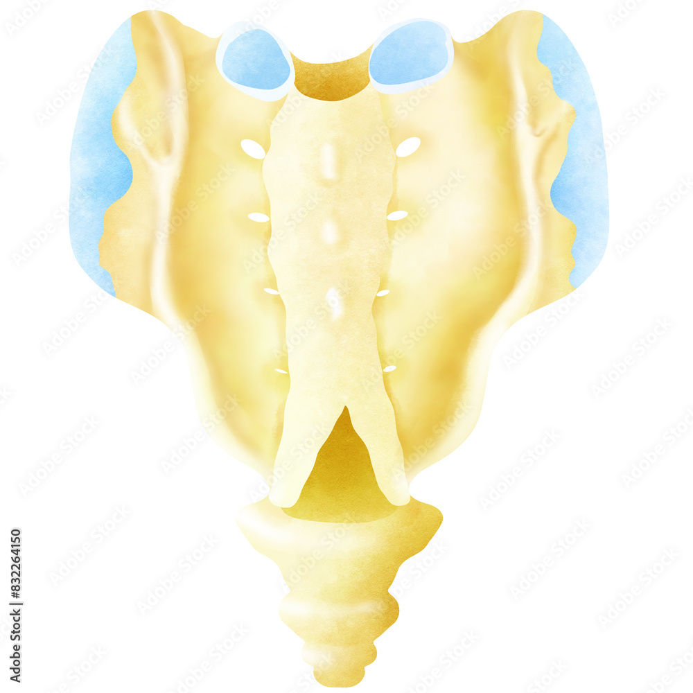 The structure of the stingray's sacral bone and coccyx on the back ...