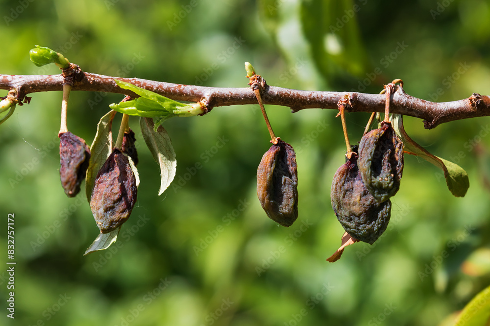 Frost damaged the fruits on the branches of the tree. Withered plums ...