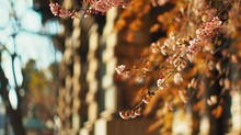 Pink Clock Tower In Winter Free Stock Photo - Public Domain Pictures
