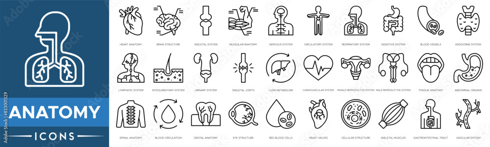 Anatomy icon set. Heart Anatomy, Brain Structure, Skeletal System ...