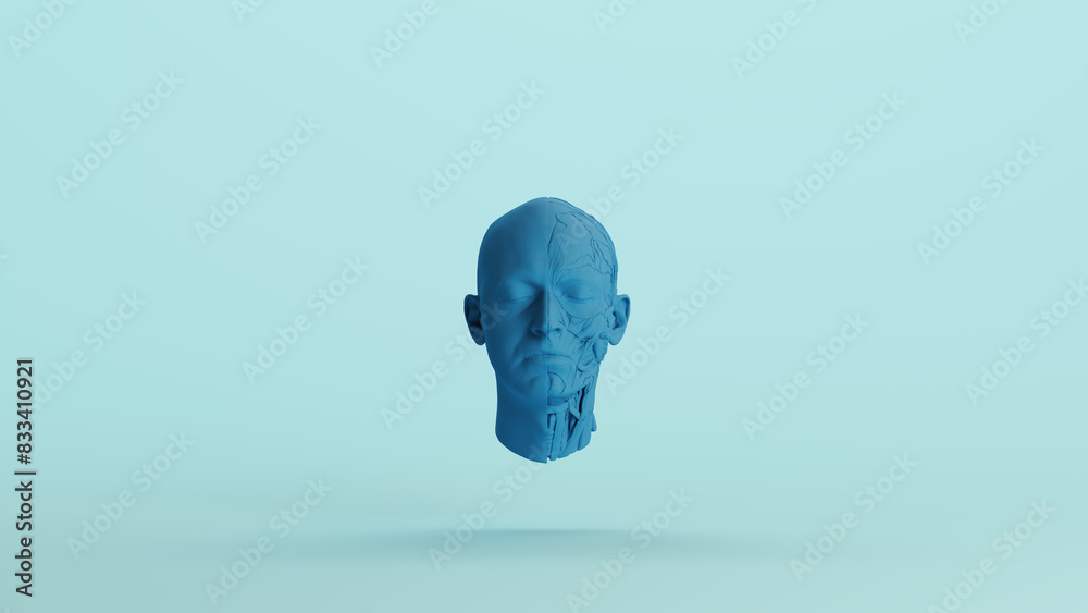 Blue ecorche medical anatomy sculpture anatomical muscles head pale ...
