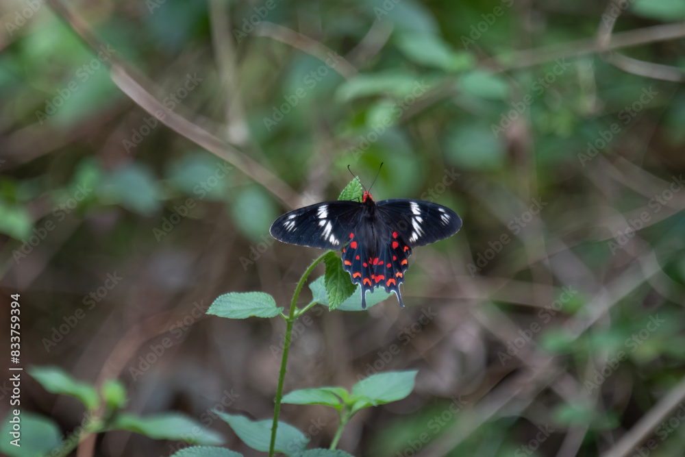 Pachliopta aristolochiae, the common rose, is a species of swallowtail ...
