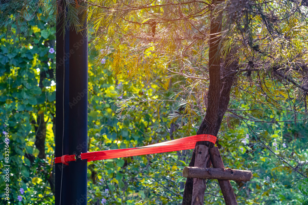 Orange stark sling tied to pole and tree to control the growth of tree ...