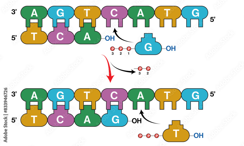 Vector de Stock Detailed Chemical Reactions of DNA Replication: Step-by ...