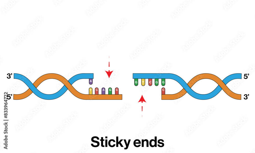 Mechanism of Sticky End Formation: Vector Illustration of 5' Hydroxyl ...