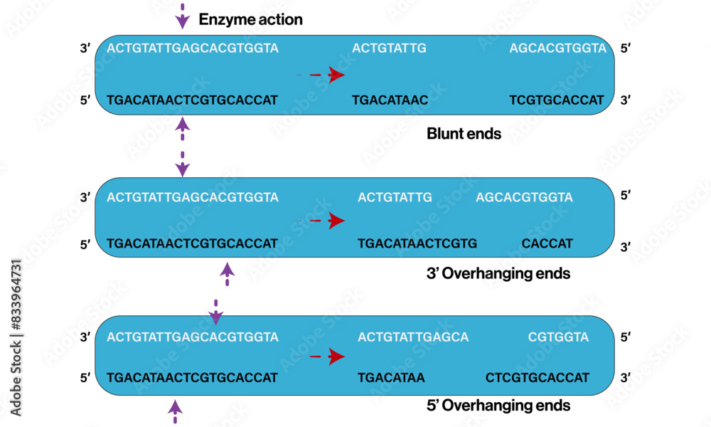 Mechanism of Restriction Endonuclease Action: Vector Illustration of ...