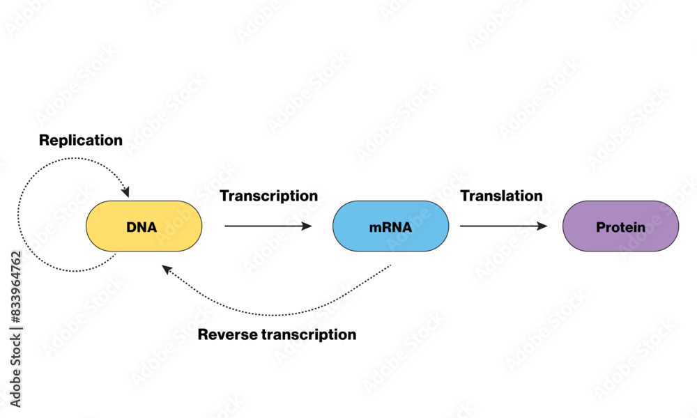 Central Dogma of Molecular Biology, Vector Illustration on White ...
