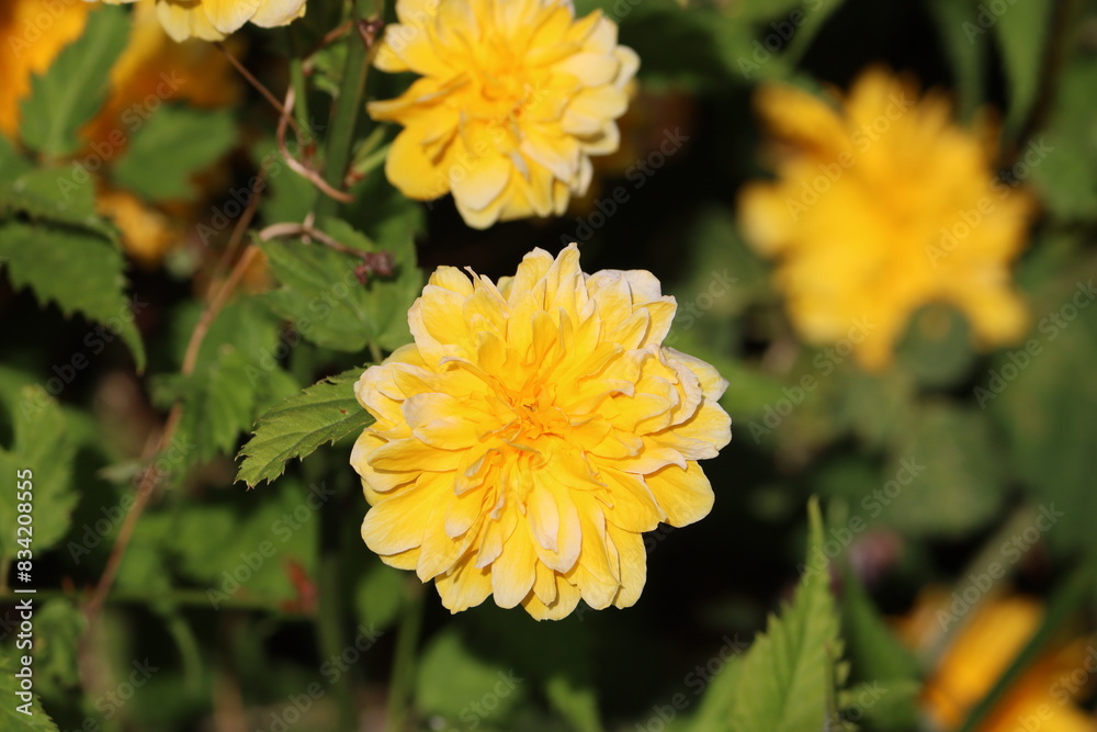 Sweden. Kerria japonica, commonly known as Japanese kerria or Japanese ...