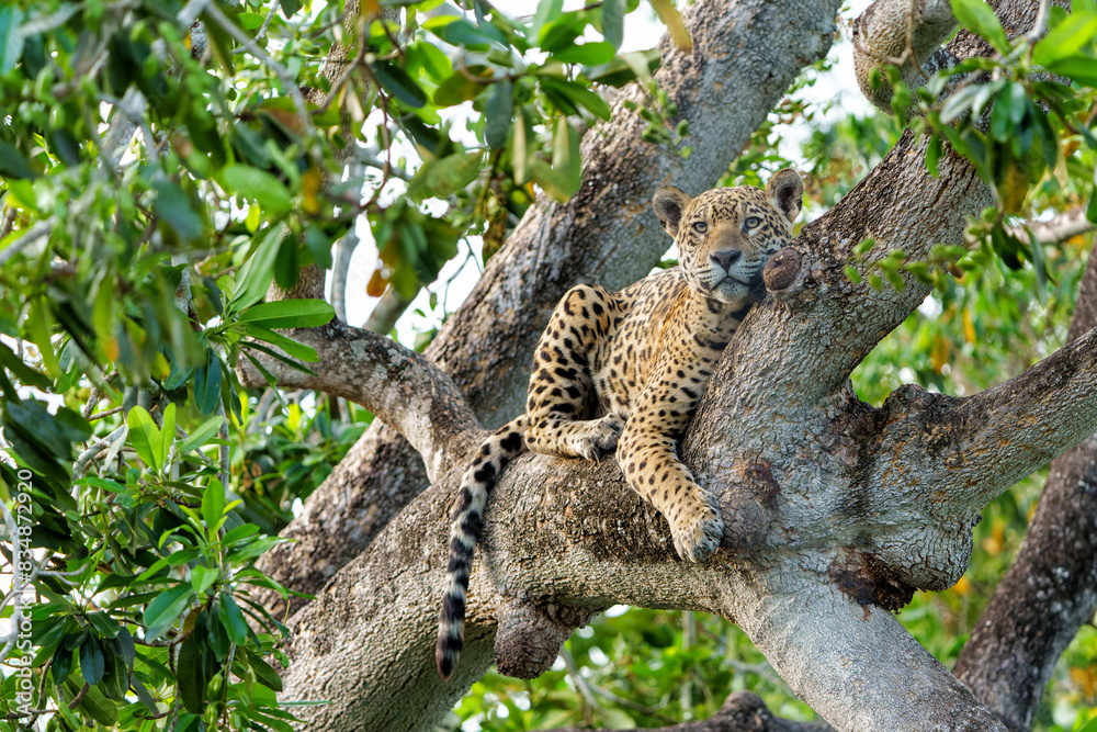 Jaguar (Panthera onca) resting in a tree in the Northern Pantanal in ...