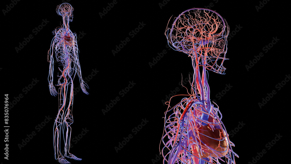 Human arterial and venous circulatory system Anatomy, Medically ...