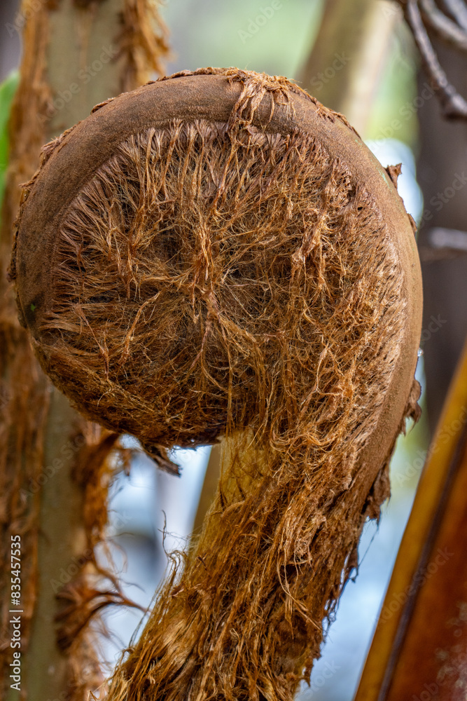 Cibotium glaucum, the hāpu‘u pulu, is a species of fern in the family ...
