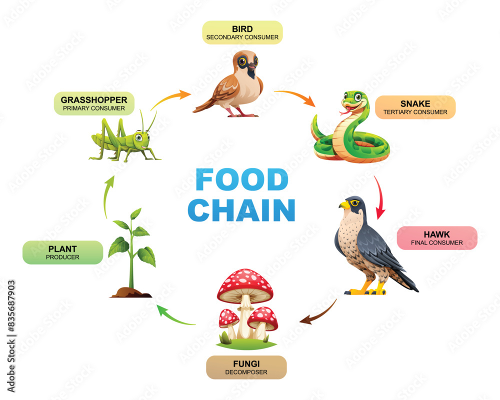 Food chain diagram showing the relationships between a plant ...