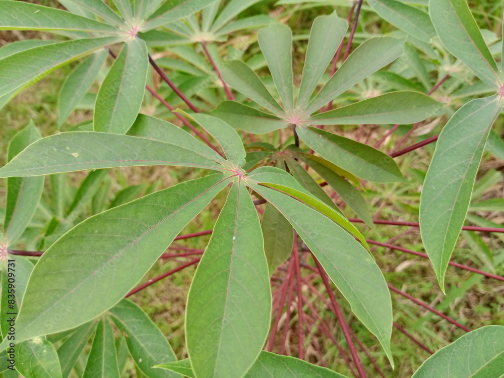Cassava or cassava (Manihot esculenta) is actually a plant native to ...