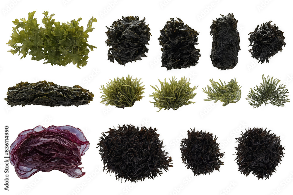 Assorted varieties of edible seaweeds displayed, ideal for transparent ...