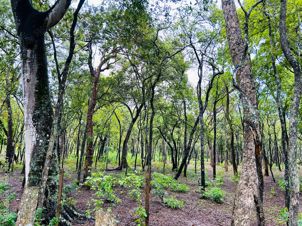 Red sandalwood trees in South India Stock Photo | Adobe Stock
