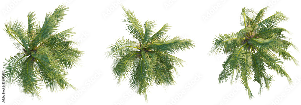 Coconut tree top view, tree plan 4k png cutout Stock Photo | Adobe Stock
