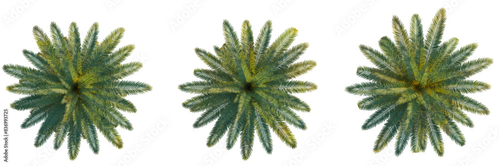Phoenix canariensis tree top view, tree plan 4k png cutout Stock Photo ...