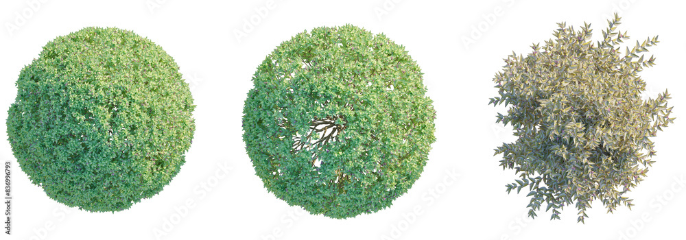 Abelia grandiflora tree top view, tree plan 4k png cutout Stock Photo ...