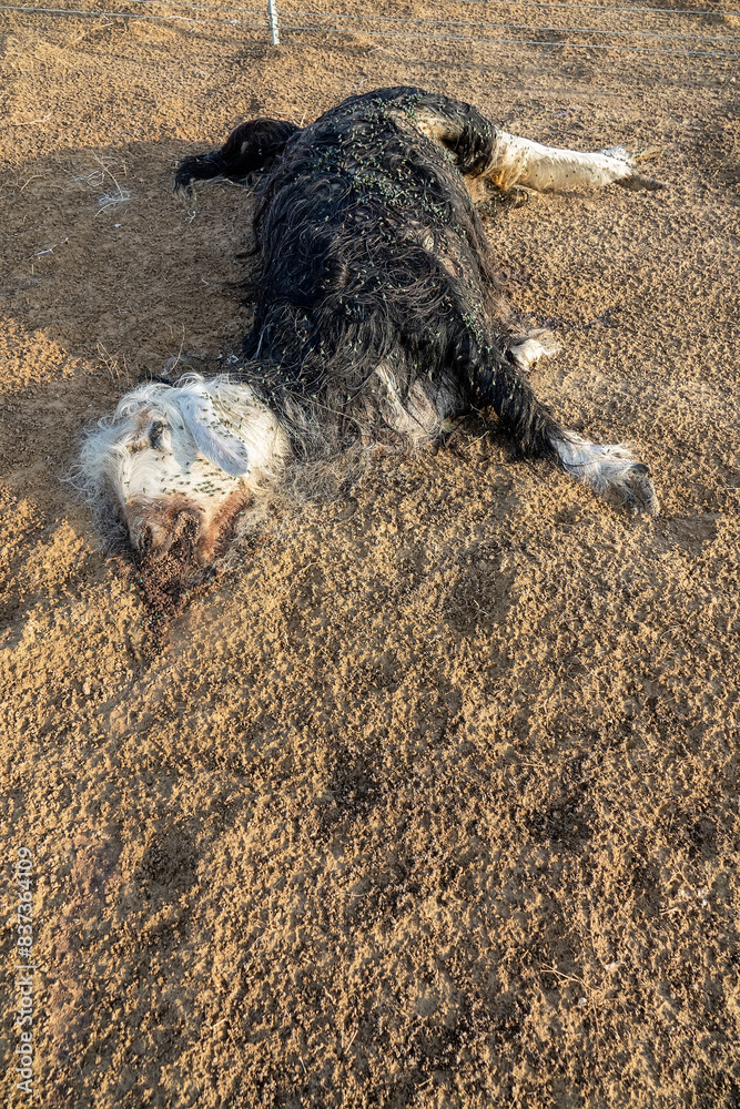 Dead sheep in the desert. The death of small cattle from starvation and ...