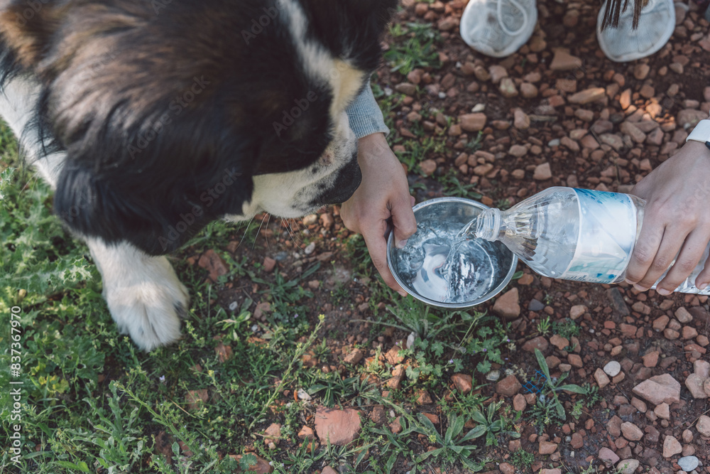 Person pouring water for thirsty dog during walk. Close-up of hands ...