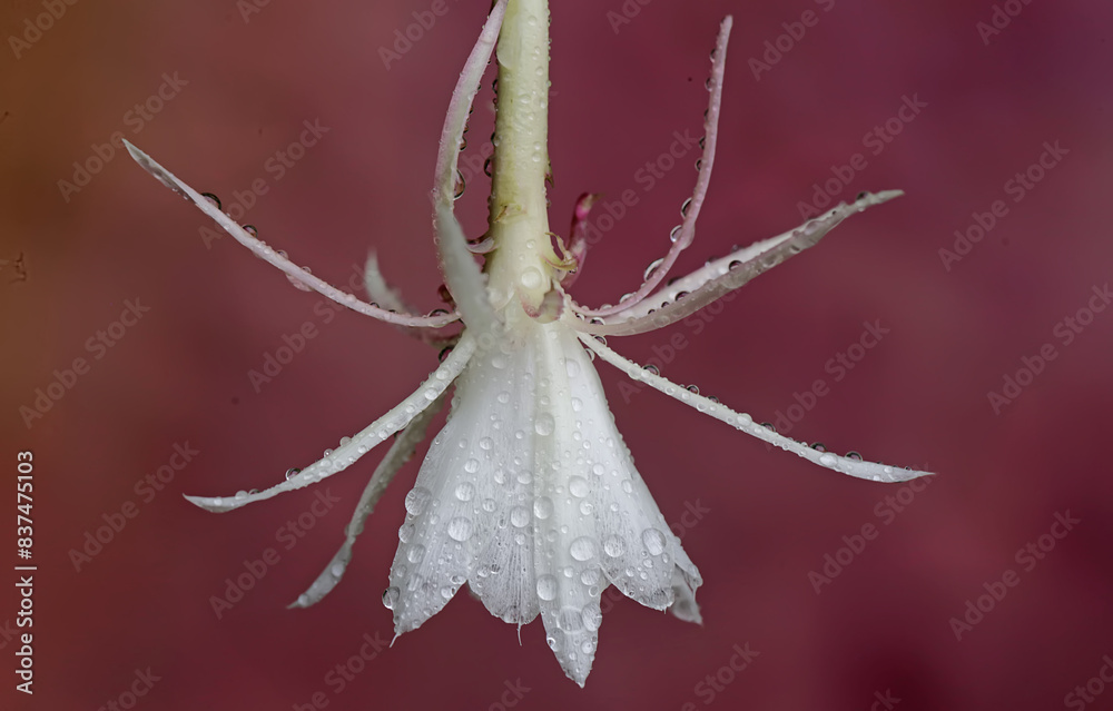 The elegance of the Dutchman's pipe flower in full bloom. This flower ...