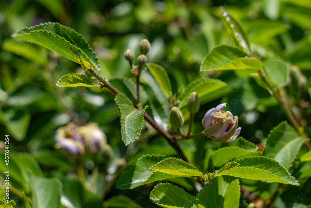 Grewia occidentalis, the crossberry, is a species of deciduous tree ...