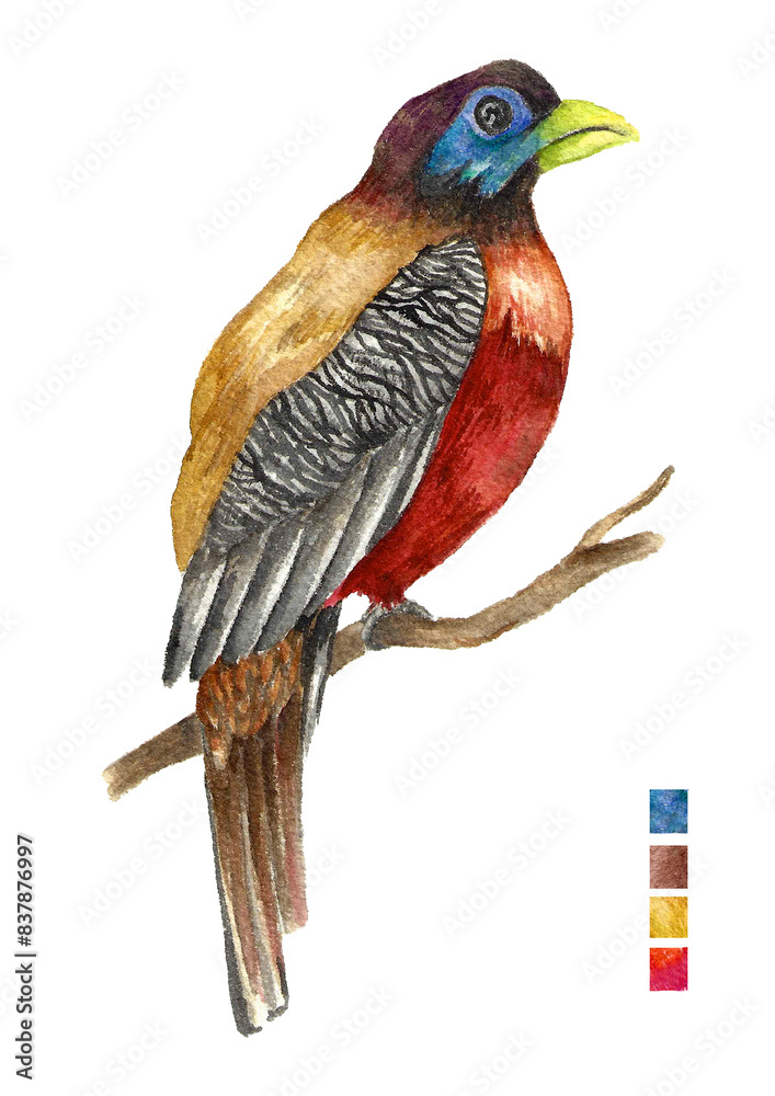Watercolored Philippine Birds Trogon Ibong Adarna on a branch Stock ...