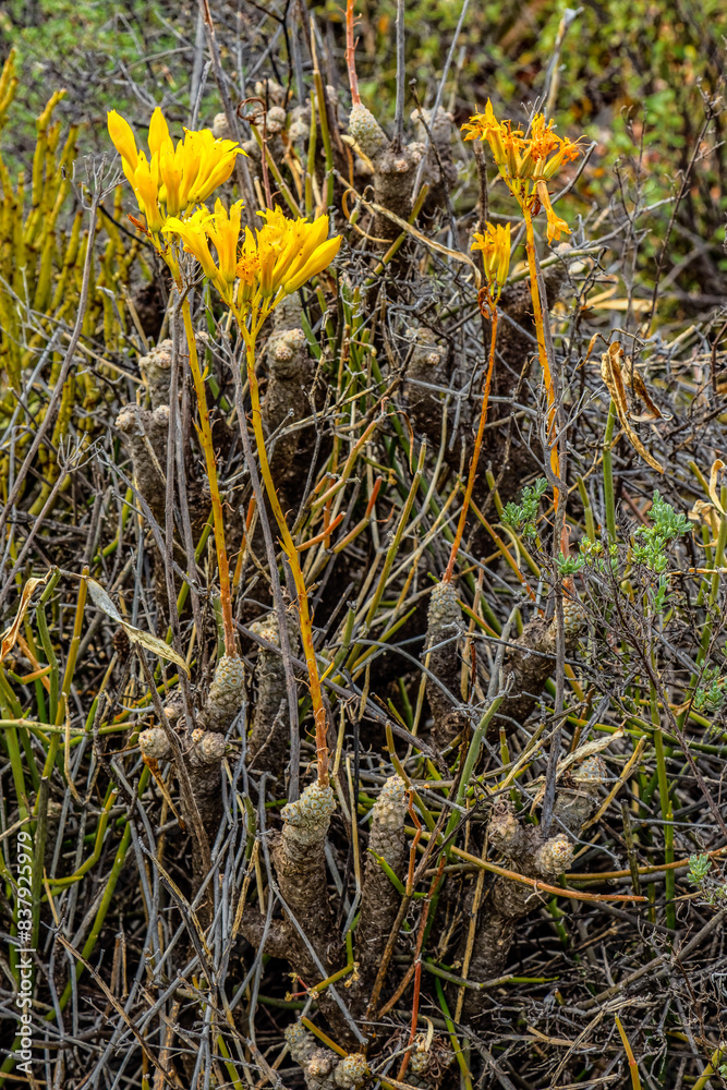 Tylecodon cacaloides (Sulphur Butterbush) succulent plant with yellow ...