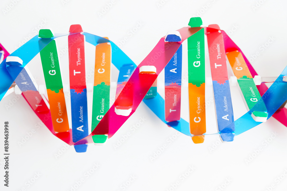 Deoxyribonucleic acid or DNA, double helix chains structure formed by ...