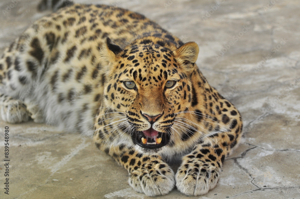Animals - traditionally (since Aristotle) distinguished category of ...