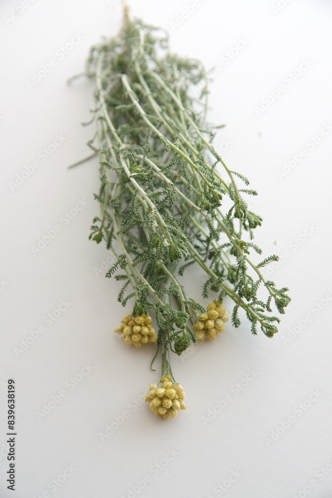 Helichrysum italicum, Helichrysum arenarium, curry plant, Italian ...