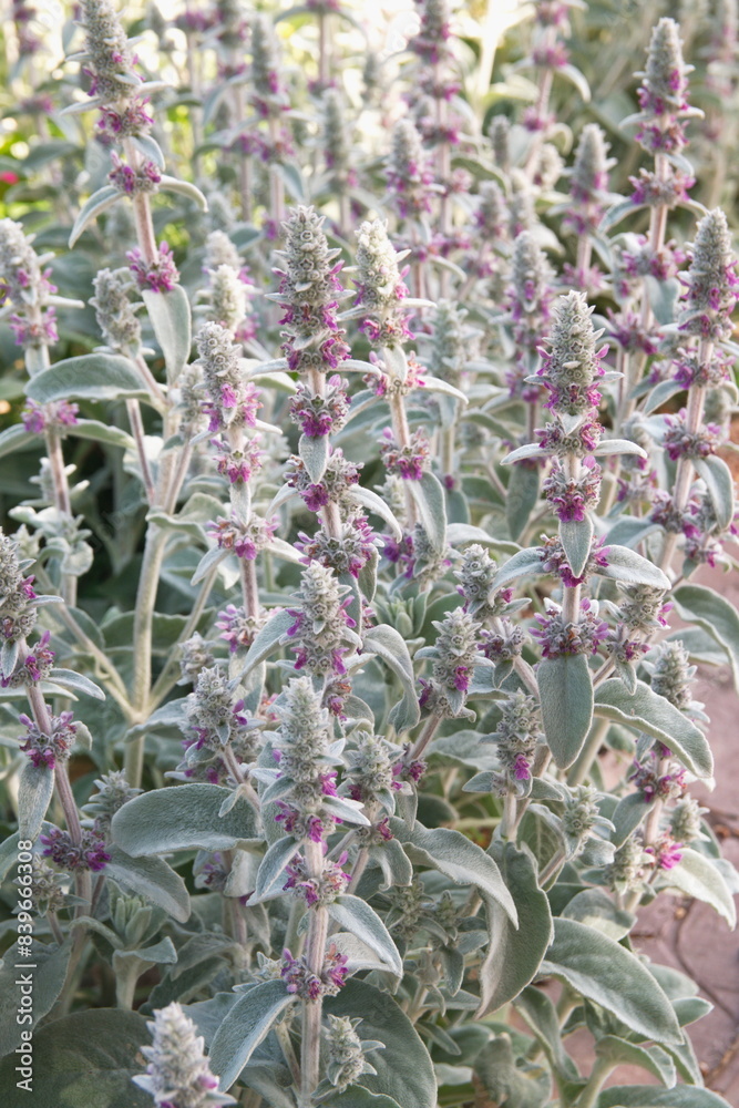 Stachys byzantina in bloom, ornamental and medicinal plant, stachys ...