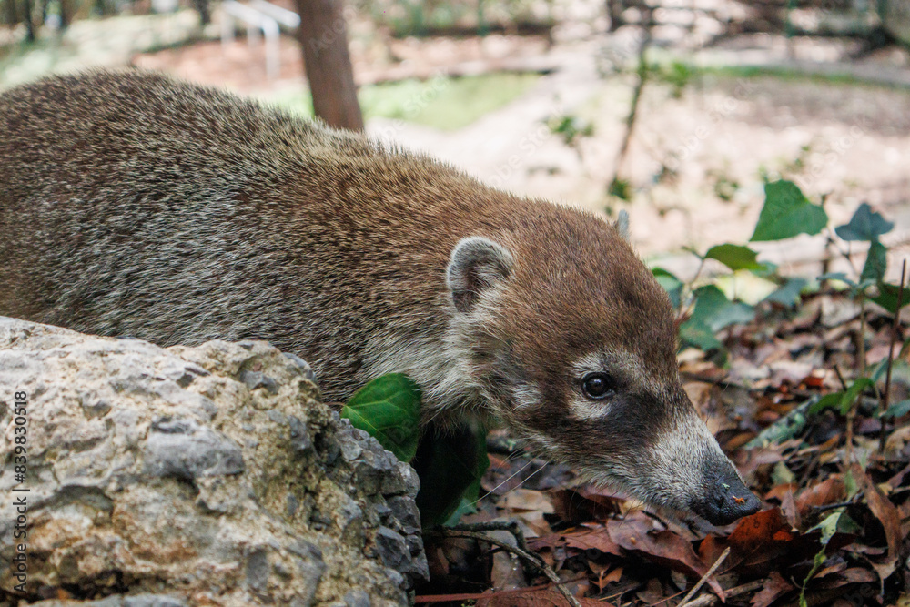 parque ecologico chipinque, monterrey, nuevo leon: El coatí de nariz ...