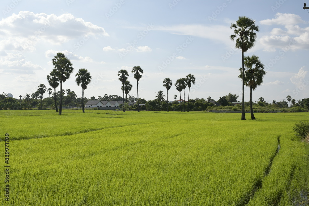 Lushing green rice fields in Thailand, sugar palm trees in the rice ...