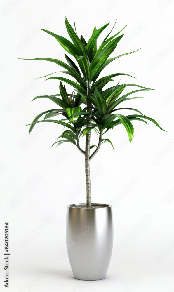 The Dracaena tree is known for its long, sword-shaped leaves. Stock ...