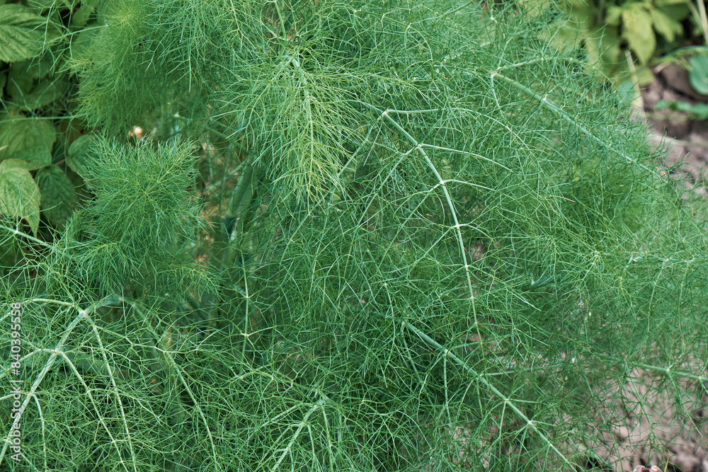 The detailed leaves of Pimpinella anisum. A Pimpinella anisum fruit ...