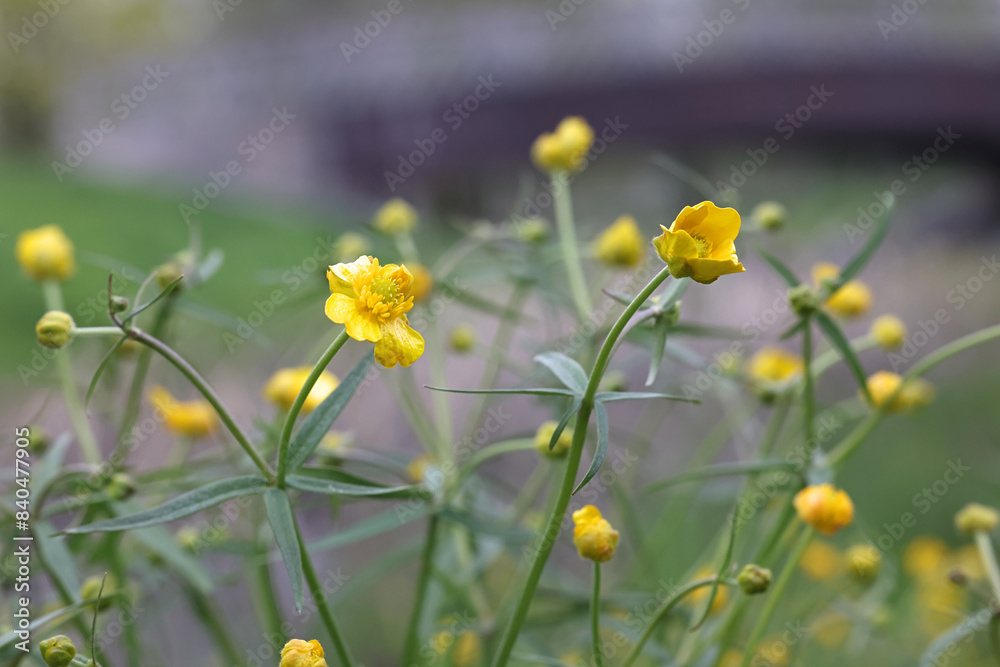 Ranunculus auricomus, known as goldilocks buttercup or Greenland ...